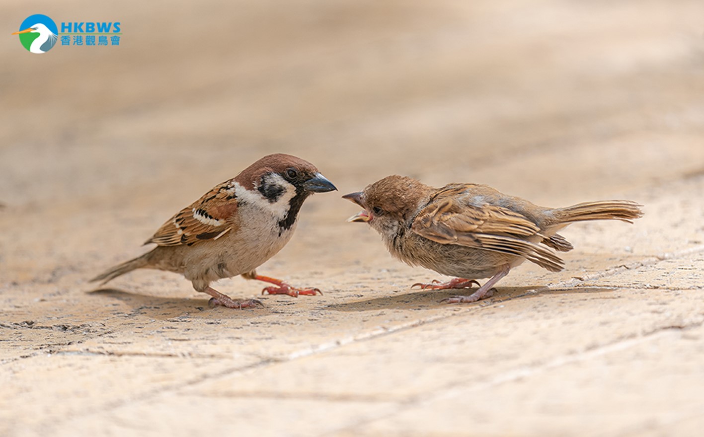 TrustTomorrow: Volunteering - Sparrow Census 2023 | SHKSA